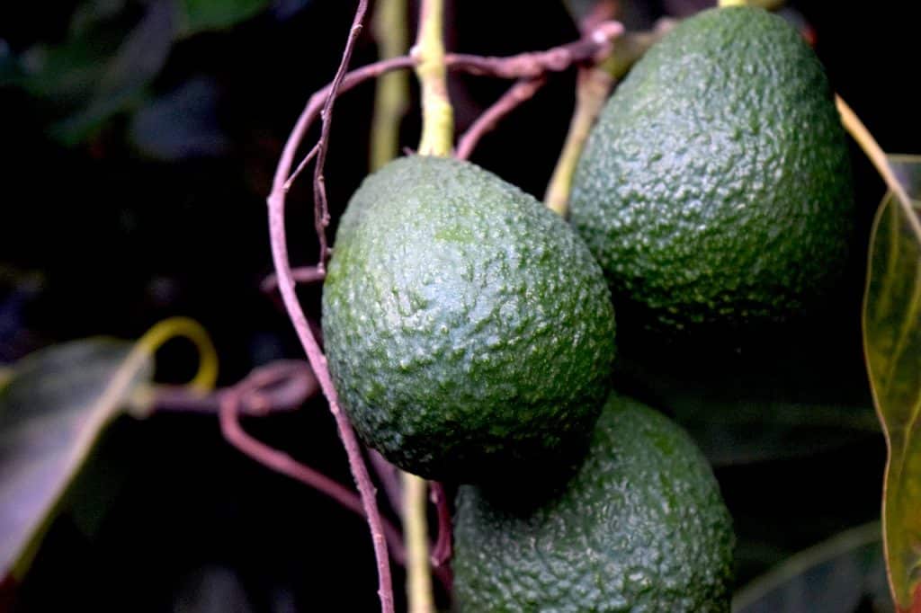 Où planter un avocatier ? - Plantes et jardins
